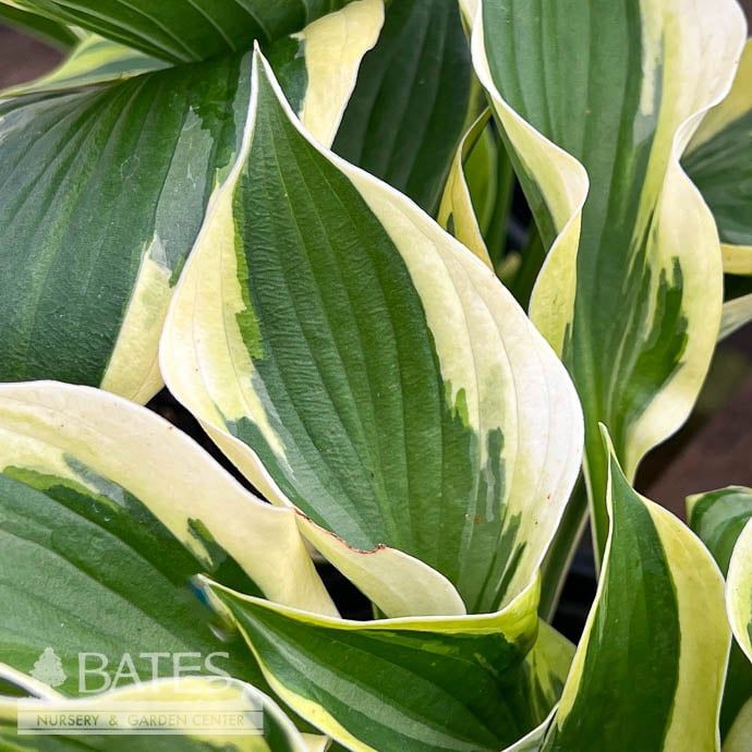 #1 Hosta Christmas Pageant/ Cream Margins