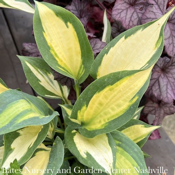 #1 Hosta Forbidden Fruit/ Golden-Yellow w/ Blue-Green Margins