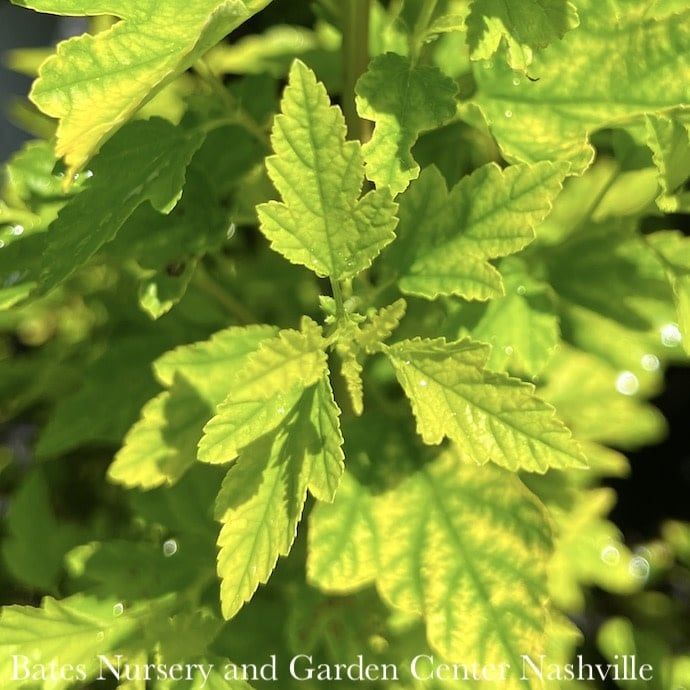 #2 Physocarpus opulifolius Raspberry Lemonade/ Gold Foliage Ninebark ...