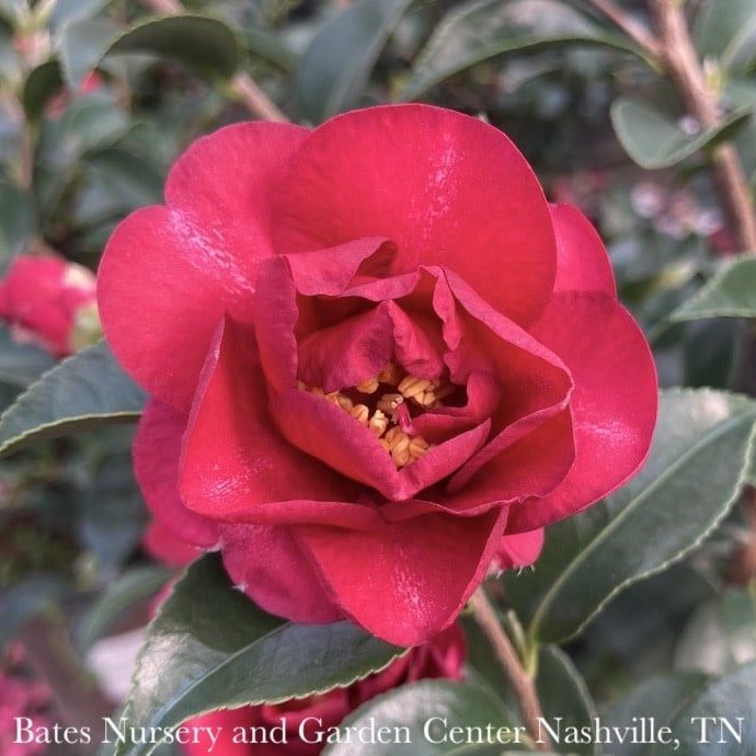 #2 Camellia sas SL October Magic Ruby - No Warranty