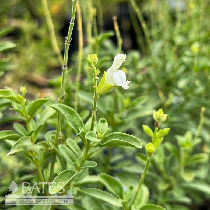 #1 Salvia greggii Alba/ White Autumn Sage Native (R) - No Warranty