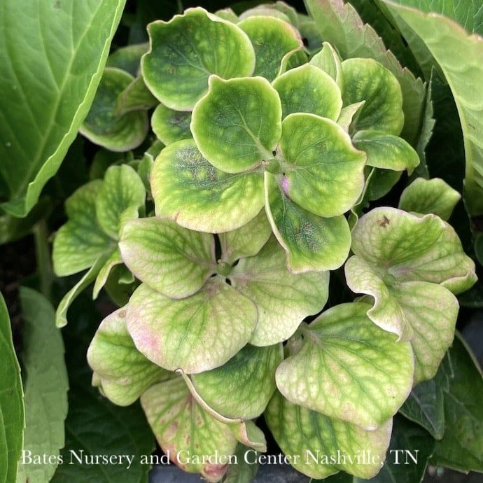 #3 Hydrangea macrophylla Froggie/ Pink and Green Mophead