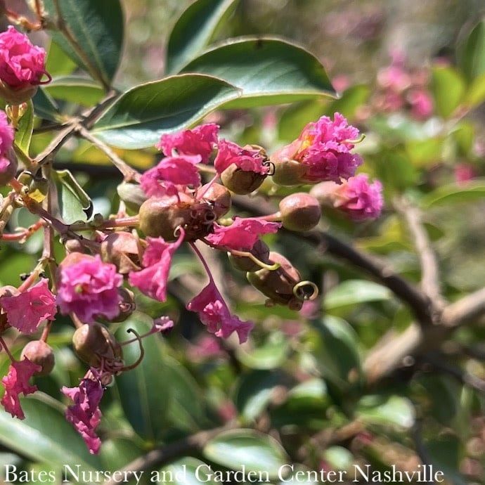 Topiary Patio Tree #5 Lagerstroemia Mimie 'Fuchsia'/ Weeping Crape Myrtle