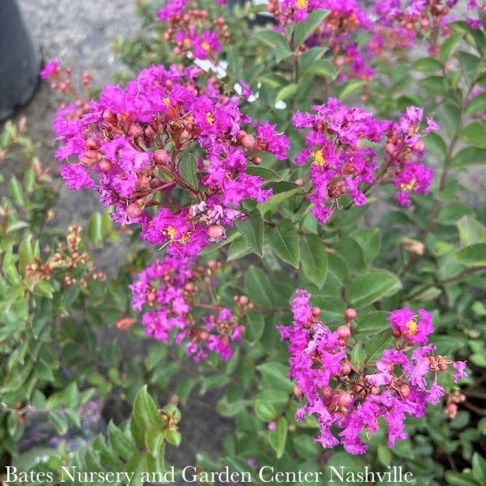 #2 Lagerstroemia Bellini Grape/ Purplish-Pink Dwarf Crape Myrtle #2 Lagerstroemia Bellini Grape/ Purplish-Pink Dwarf Crape Myrtle