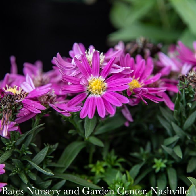 #1 Symphyotrichum nov-ang Kickin' Carmine Red'/ New England Aster ...