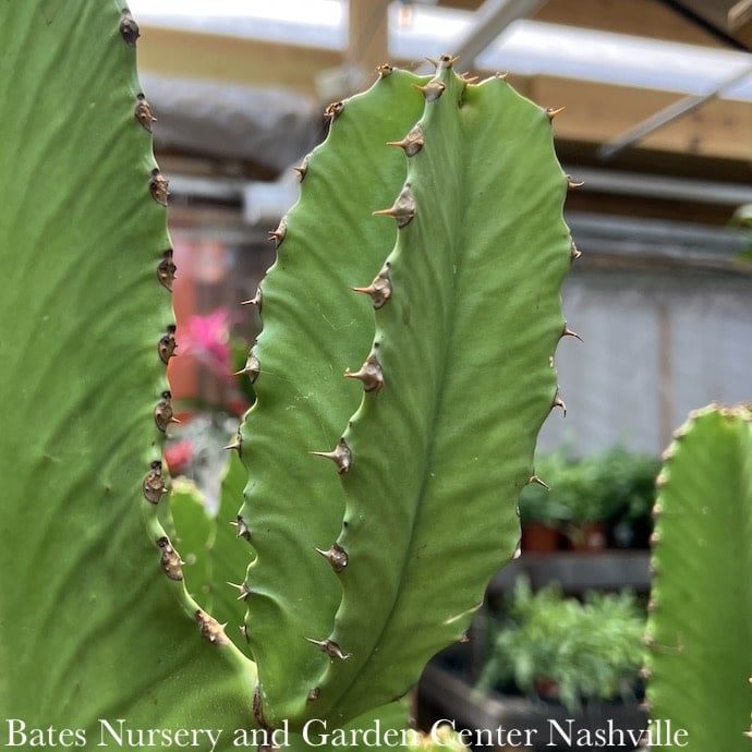 14p! Euphorbia Ingens Chocolate Drop / Cactus /Tropical