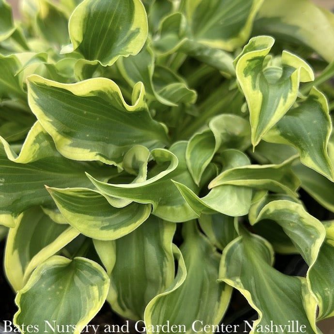 #1 Hosta Wrinkle in Time/ Green w/ Creamy Yellow Margins