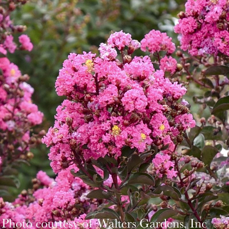 #2 Lagerstroemia Barista 'Dark Roast'/ Dwarf Pink Crape Myrtle