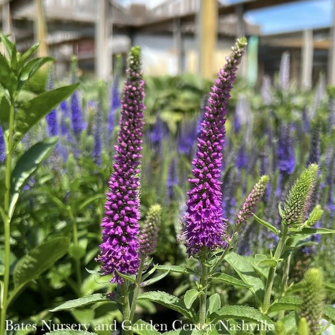 #1 Veronica x PW Magic Show 'Purple Illusion'/ Speedwell