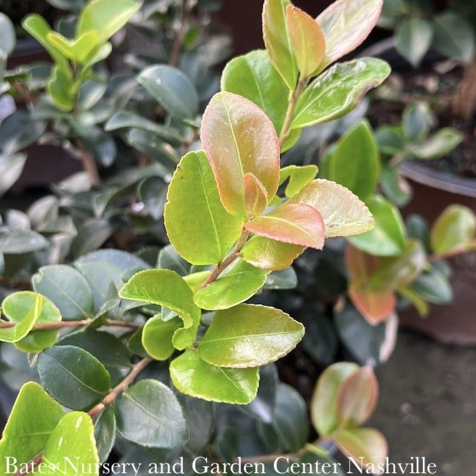 #3 Camellia sas SL October Magic 'Snow'/ White Double - No Warranty