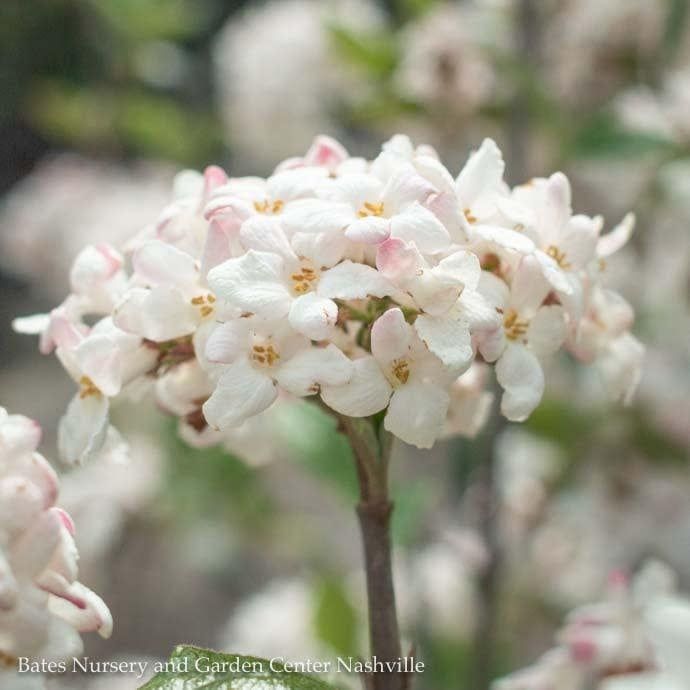 #3 Viburnum x burk Mohawk/ Fragrant