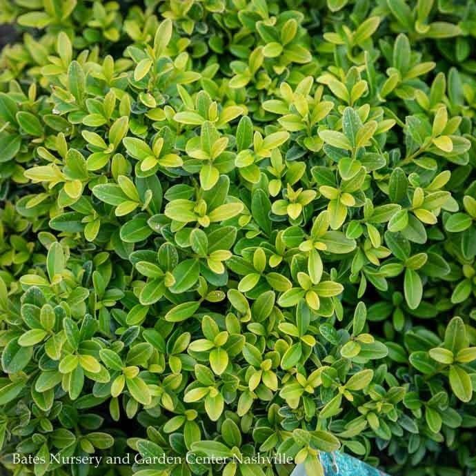 #7 Buxus sin var ins Franklin's Gem/ Boxwood