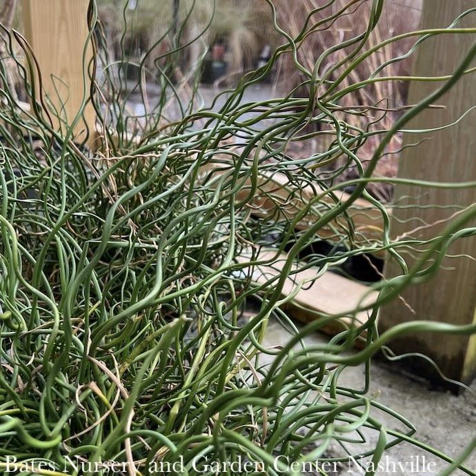 Tropical #1 Juncus eff Big Twister/ Giant Corkscrew Rush Native (TN)