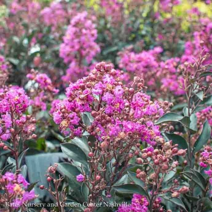 #5 Lagerstroemia Enduring Summer 'Lavender'/ Dwarf Crape Myrtle