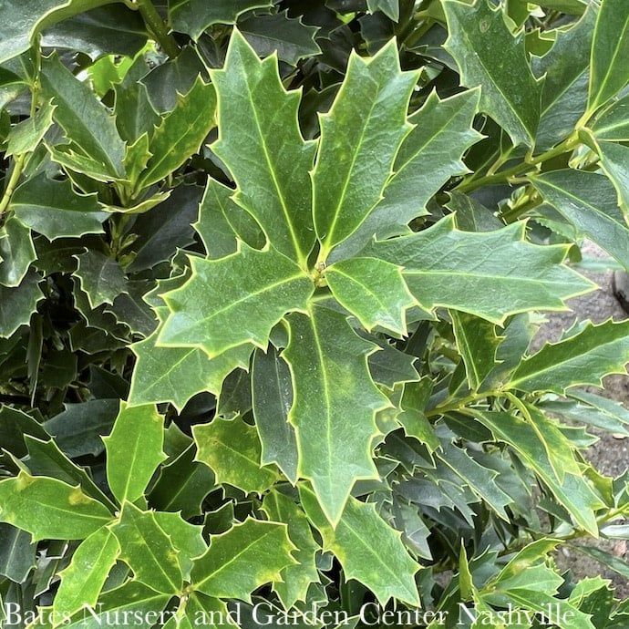 Topiary #15 Ilex x Magland 'Oakland'/ Red Holly Tree