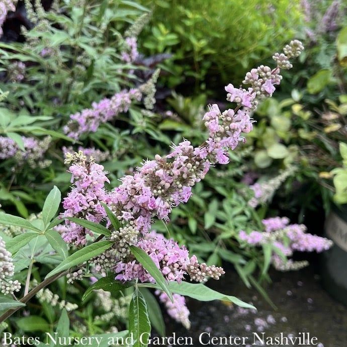 #3 Vitex Pink Pinnacle/ Compact Chastetree