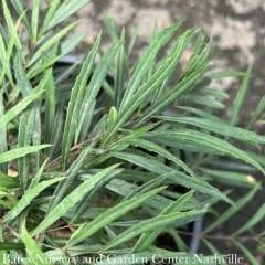 #7 Mahonia con Indigo Flair/ Compact