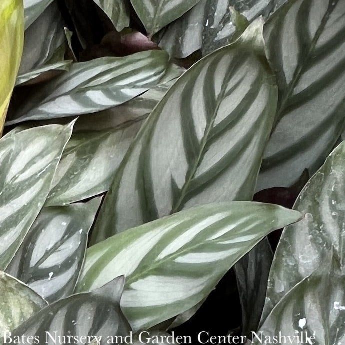 4p! Calathea Silver Star /Tropical
