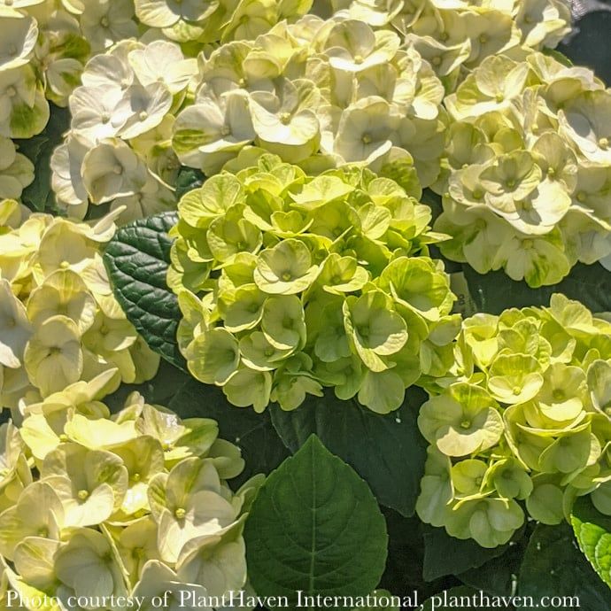 #3 Hydrangea mac Grin and Tonic/ Mophead Repeat White