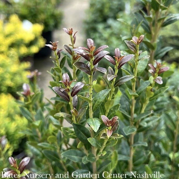 #5 Ilex x cren Ruby Colonnade/ Holly (female)