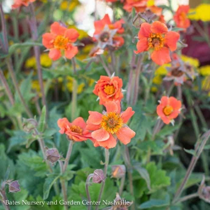 #1 Geum x Rustico 'Orange'