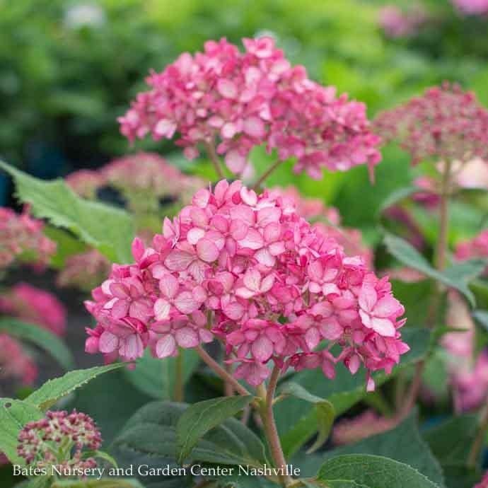 #3 Hydrangea arb PW Invincibelle 'Ruby'/ Smooth Red-Pink Native (TN)