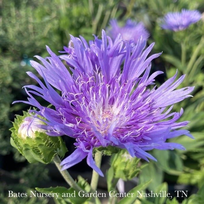 #1 Stokesia laevis Mels Blue/ Stokes' Aster Native (R)