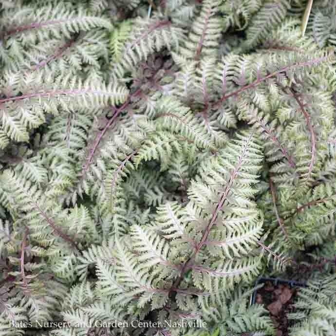 #1 Athyrium niponicum Regal Red/ Japanese Painted Fern
