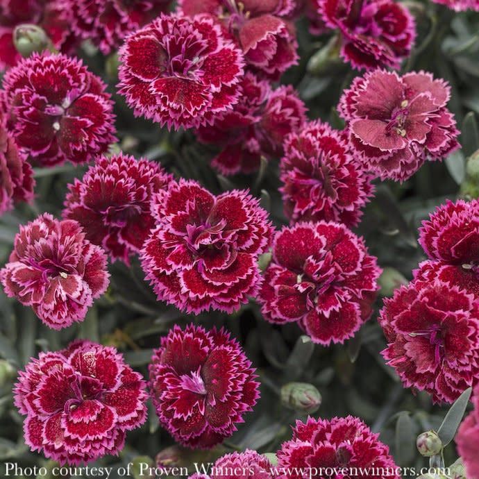 #1 Dianthus x PW Black Cherry Frost/ Red