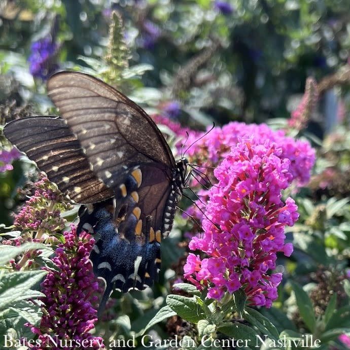 #3 Buddleia x PW Pugster PINKER/ Dwarf Butterfly Bush