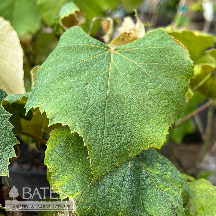 Edible #2 Vitis labrusca Concord/ Seedless Grape