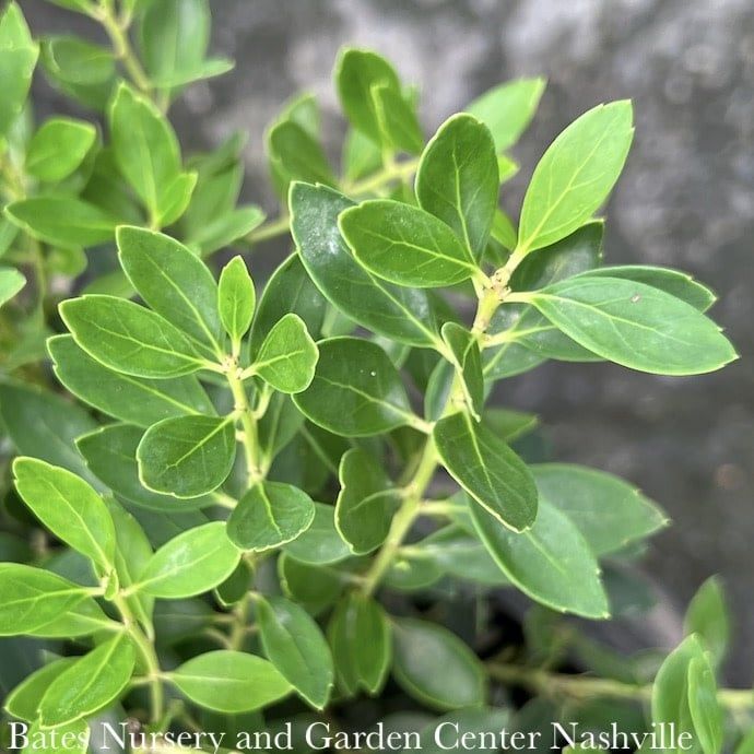 #3 Ilex glabra Forever Emerald/ Compact Inkberry (female) Native (R)