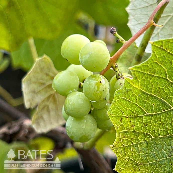 Edible #2 Vitis Mars/ Blue Seedless Grape