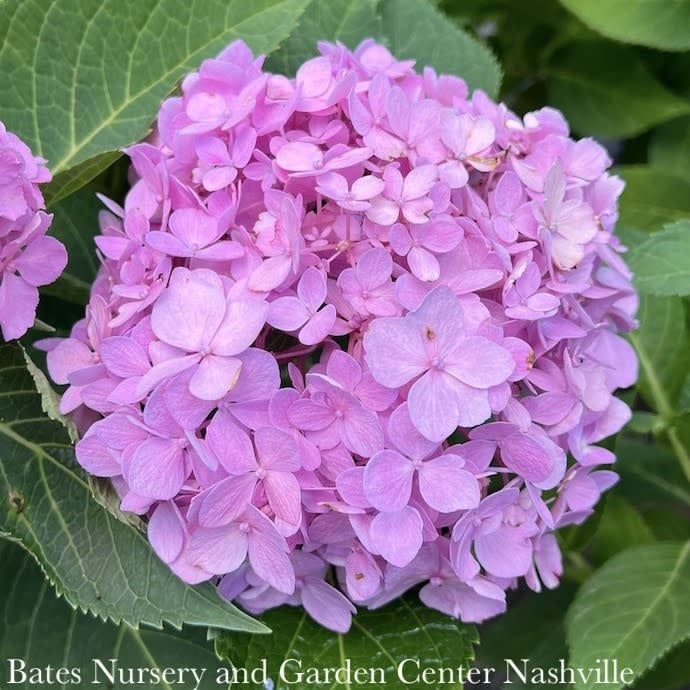#3 Hydrangea mac iBloom 'Azure Skies'/ Bigleaf/ Mophead Rebloom Blue ...