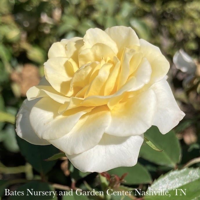 #2 Rosa Buttercream Drift/ Rose - No Warranty