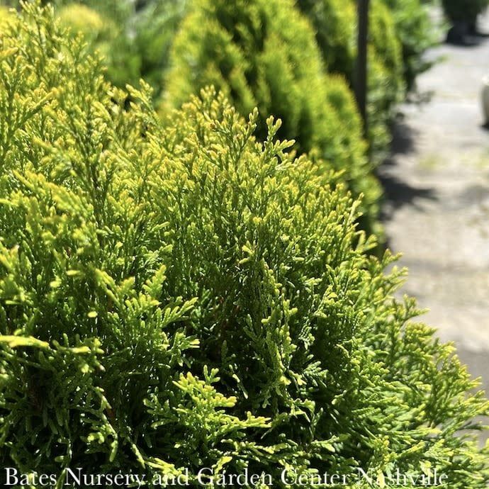 #1 Thuja occ Highlights 'Janed Gold'/ Pyramidal Arborvitae
