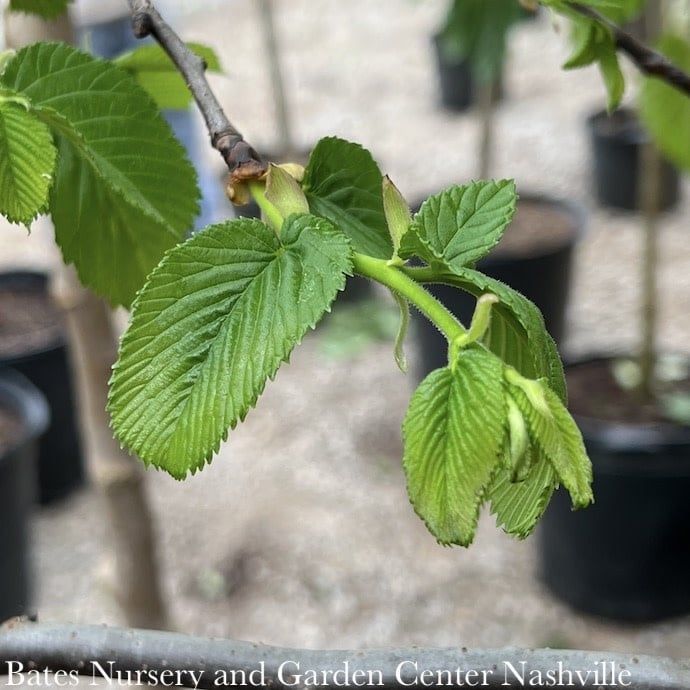 #15 Ulmus glab Camperdown/ Weeping Elm