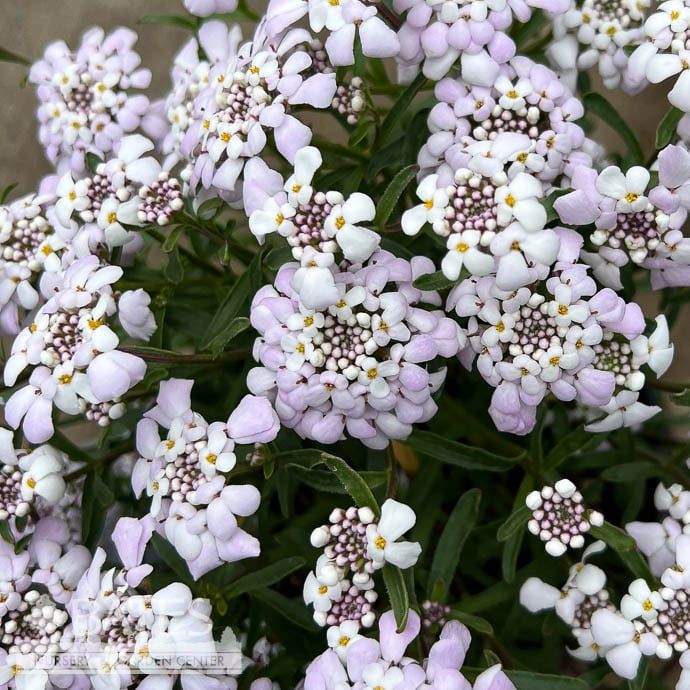 #1 Iberis semp First Flush Lavender/ Candytuft