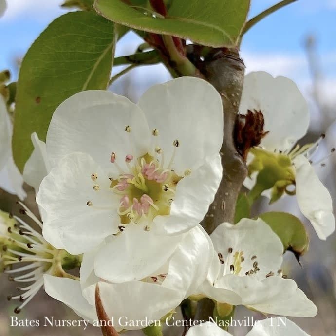 Pear (Pyrus) Trees | Bates Nursery & Garden Center | Nashville, TN