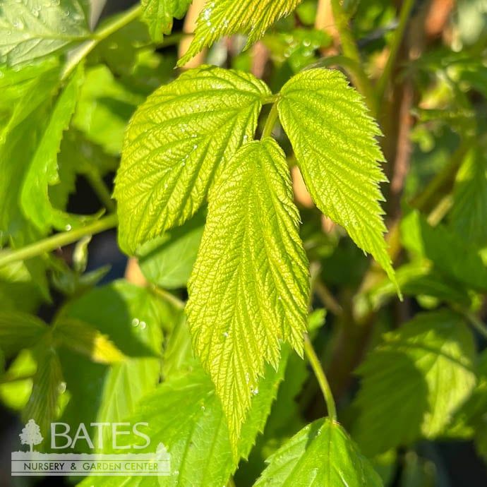 Edible #1 STK Rubus idaeus var strig Heritage/ Red Raspberry Native (TN)