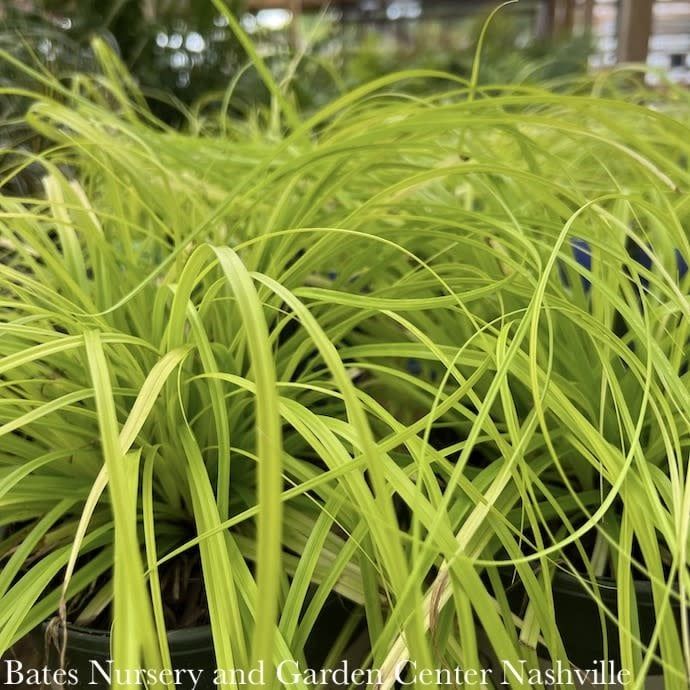 QP Grass Carex osh SL EverColor 'Everillo'/ Golden Sedge