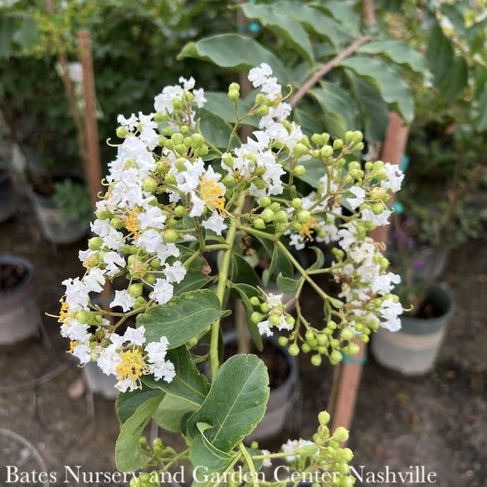 #3 Lagerstroemia indica x fauriei Natchez/ White Crape Myrtle
