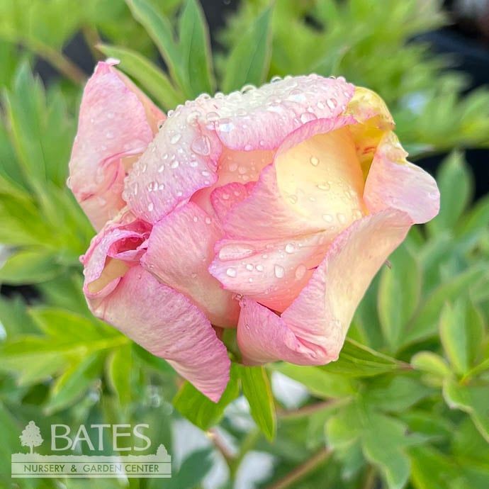 #2 Paeonia Pastel Splendor/ Pale Pink/Lavender Itoh Peony