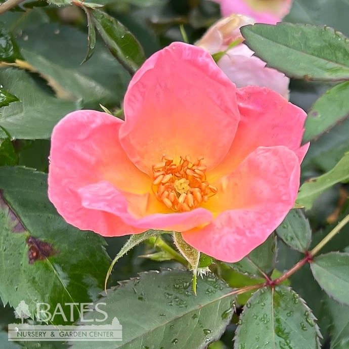 #2 Rosa Rainbow Knock Out/ Coral Shrub Rose - No Warranty