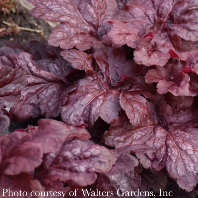 #1 Heuchera Red Dragon/ Coral Bells