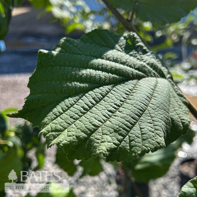 Edible #5 Corylus av Theta/ Hazelnut