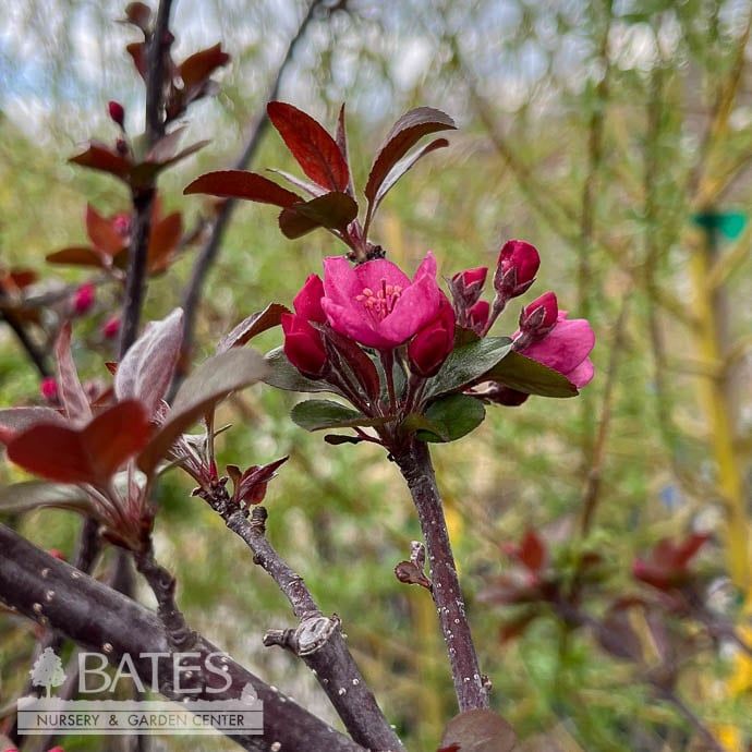 #15 Malus hup Cardinal/ Vibrant Pink Crabapple