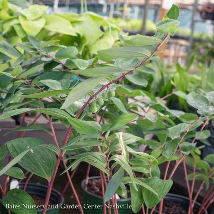 #1 Polygonatum odoratum Ruby Slippers/ Solomon's Seal