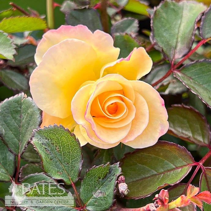 #2 Rosa Gumball Goody/ Multicolor Shrub Rose - No Warranty