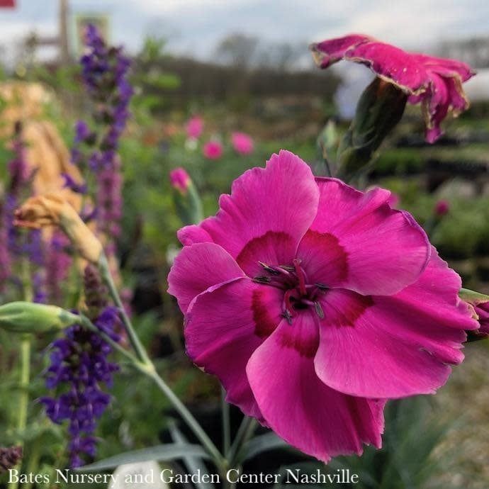 #1 Dianthus x American Pie 'Bumbleberry Pie'/ Pink